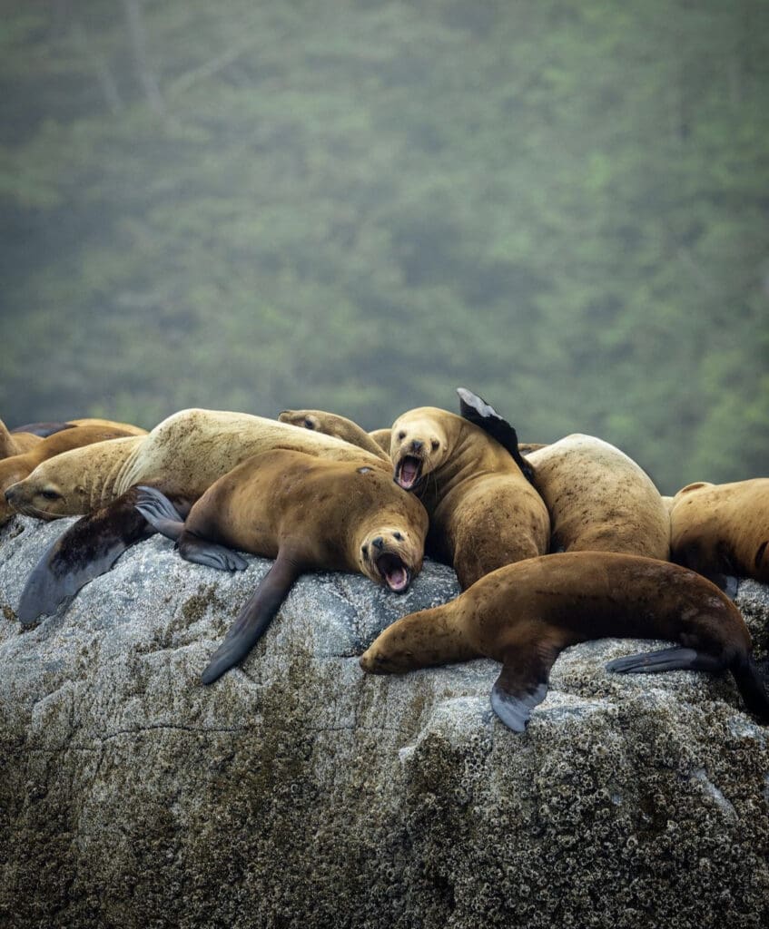 Get To Know The Sea Lion - Facts, Myths and Photos | Wildest