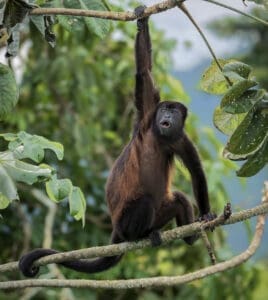 Get To Know The Howler Monkey - Facts, Photos, Where to see them