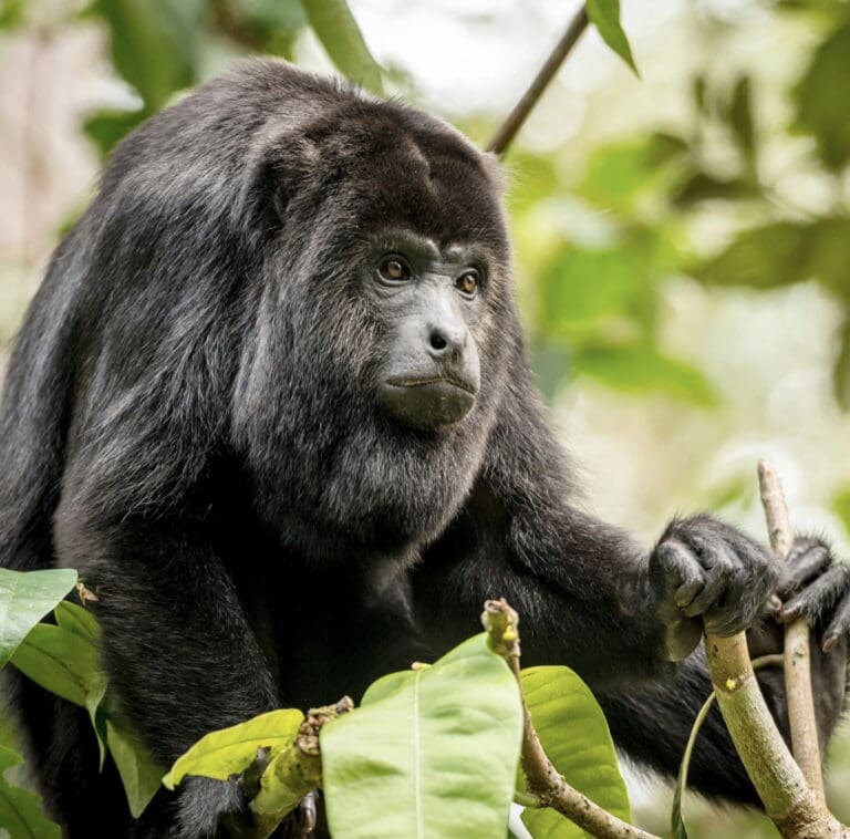 Get To Know The Howler Monkey - Facts, Photos, Where to see them