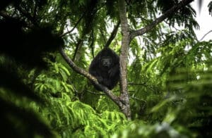 Get To Know The Howler Monkey - Facts, Photos, Where to see them