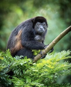 Get To Know The Howler Monkey - Facts, Photos, Where to see them