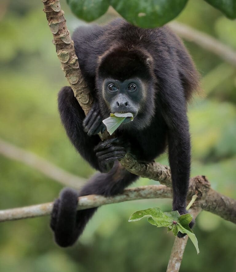 Get To Know The Howler Monkey - Facts, Photos, Where to see them