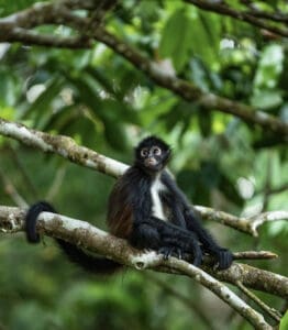 Get To Know The Spider Monkey - Facts, Myths and Photos | Wildest