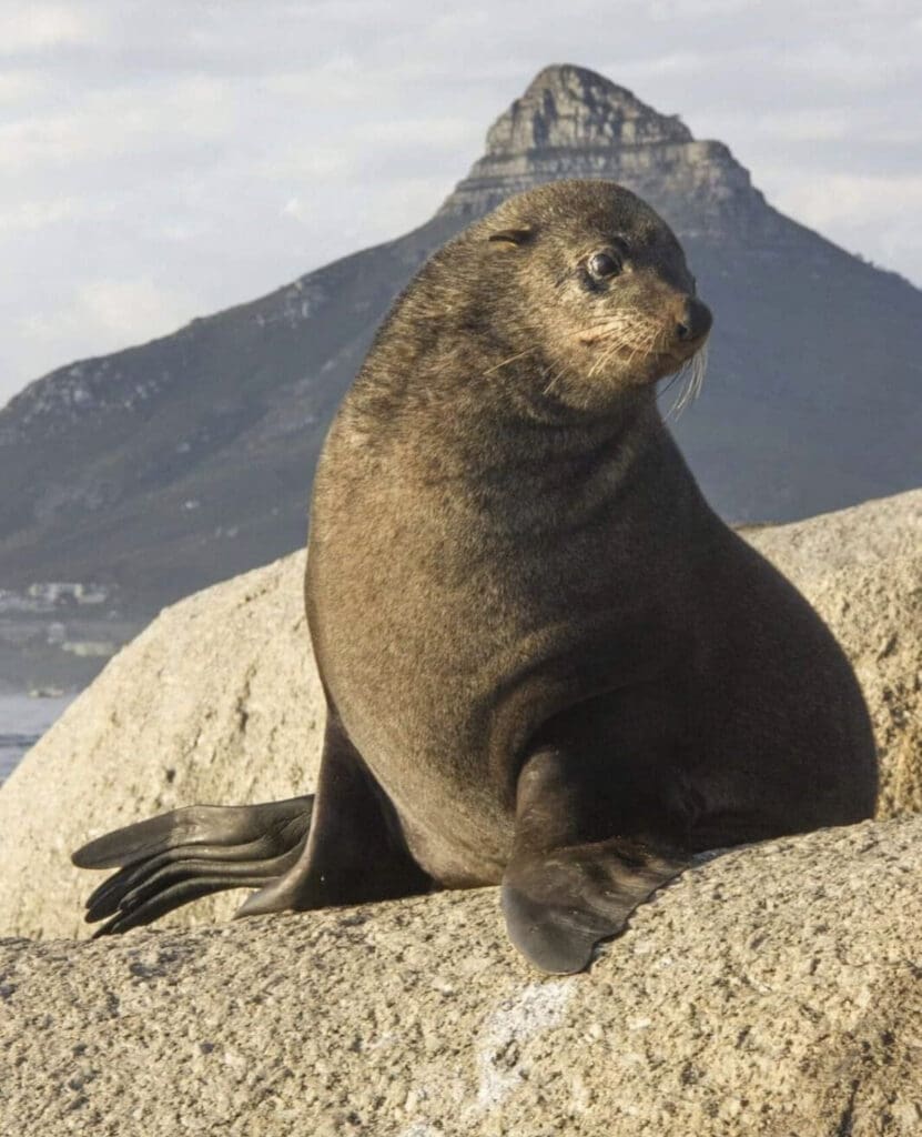 Get To Know The Cape Fur Seal - Facts, Myths and Photos | Wildest