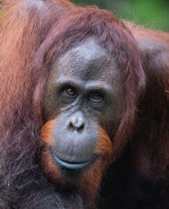 Get To Know The Orangutan - Facts, Myths and Photos | Wildest