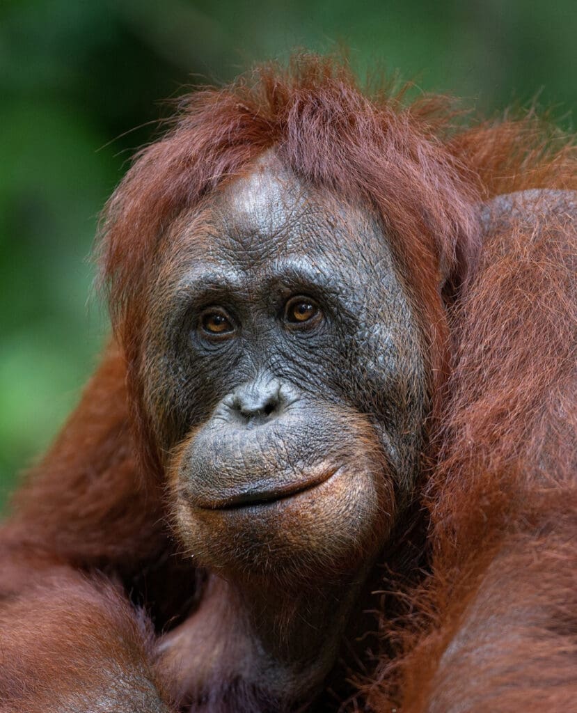 Get To Know The Orangutan - Facts, Myths and Photos | Wildest