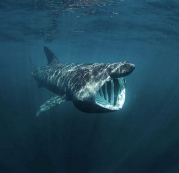Get To Know The Basking Shark - Facts, Myths and Photos | Wildest