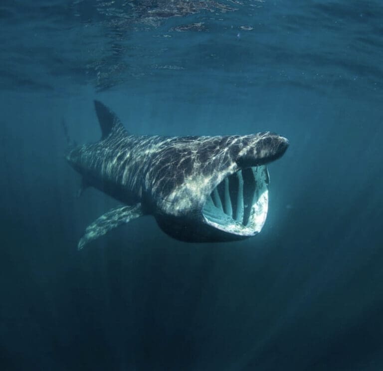 Get To Know The Basking Shark - Facts, Myths and Photos | Wildest