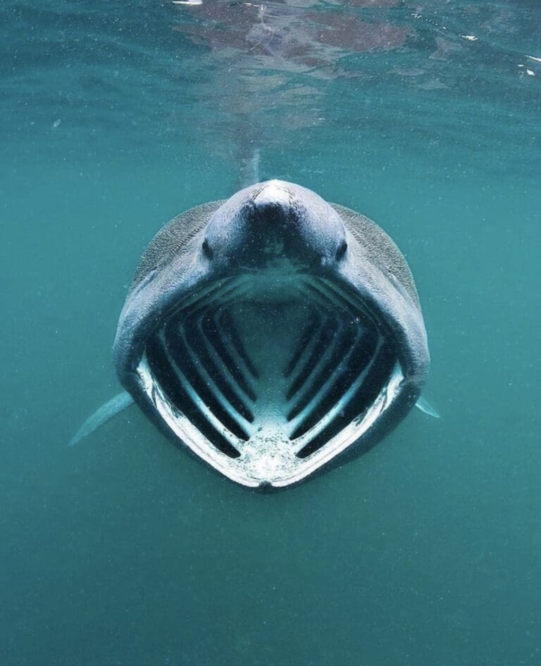 Get To Know The Basking Shark - Facts, Myths and Photos | Wildest