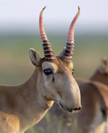 The 15 Weirdest Animals on Earth - Facts and Photos | Wildest