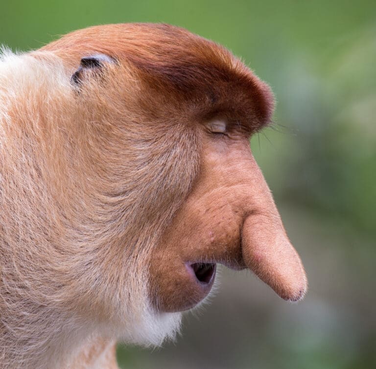 The 15 Weirdest Animals on Earth - Facts and Photos | Wildest