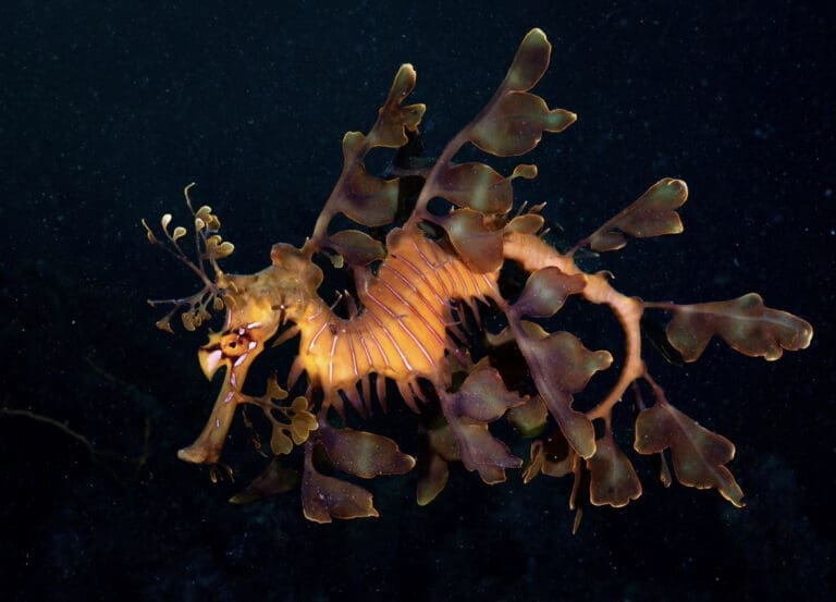 The 12 Weirdest Underwater Animals - Facts and Photos | Wildest