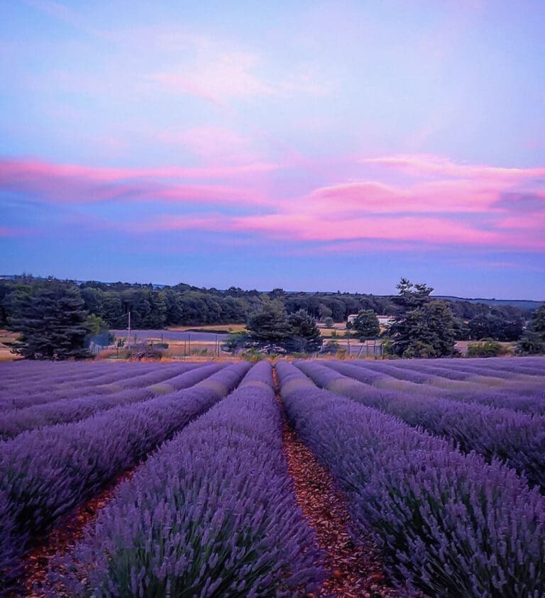 The 10 Best Places to See Lavender Fields in Provence | Wildest