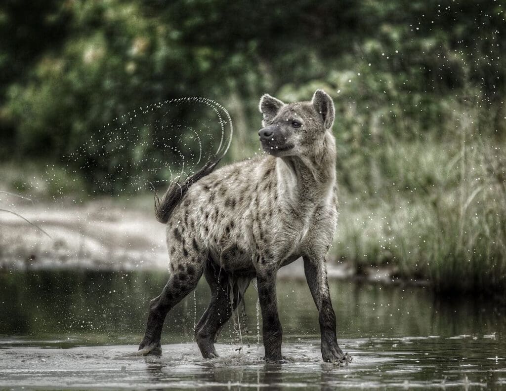 Hyena Pseudopenis: Why Female Spotted Hyenas Have a Fake Penis