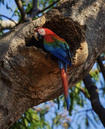 Get To Know The Macaw - Facts, Myths and Photos | Wildest