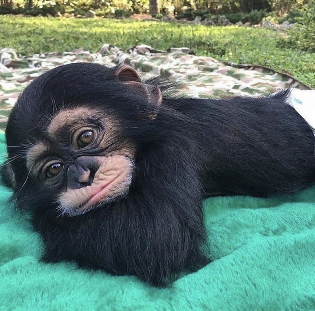 Chimp Crazy: The Dark Reality of Keeping Chimpanzees as Pets