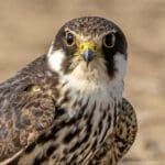 What's The Fastest Bird In The World? | Wildest