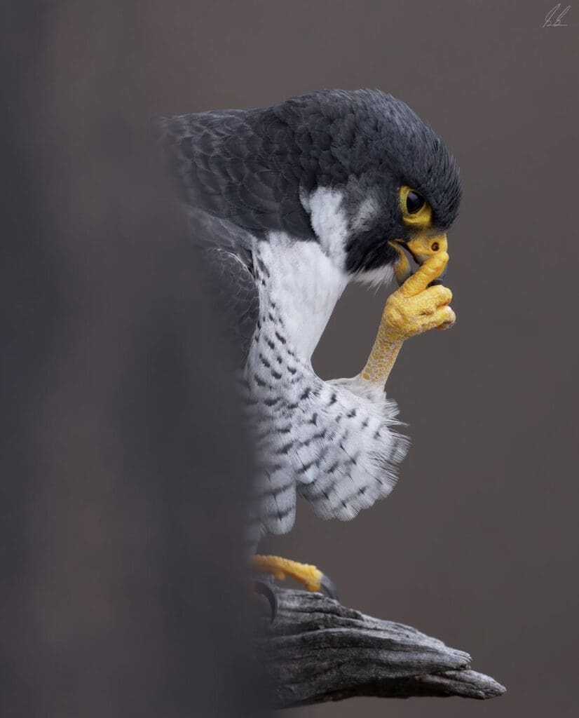 What's The Fastest Bird In The World? | Wildest