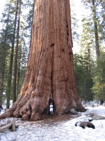 The 10 Tallest Trees In The World | Wildest