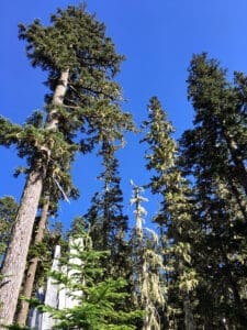 The 10 Tallest Trees In The World | Wildest