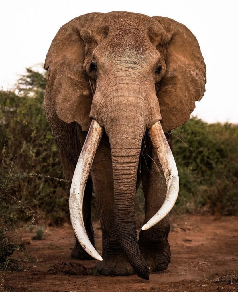 Why African Elephants Are Becoming Hybrids | Wildest