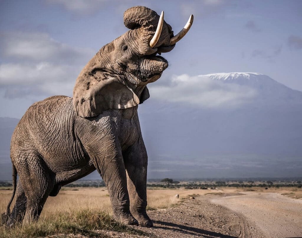 Why African Elephants Are Becoming Hybrids | Wildest