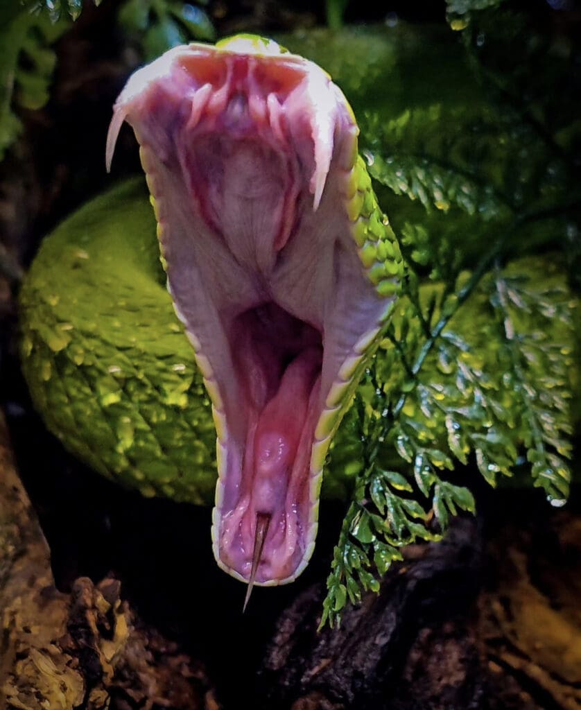 How Snake Fangs Evolved to Fit Their Prey | Wildest